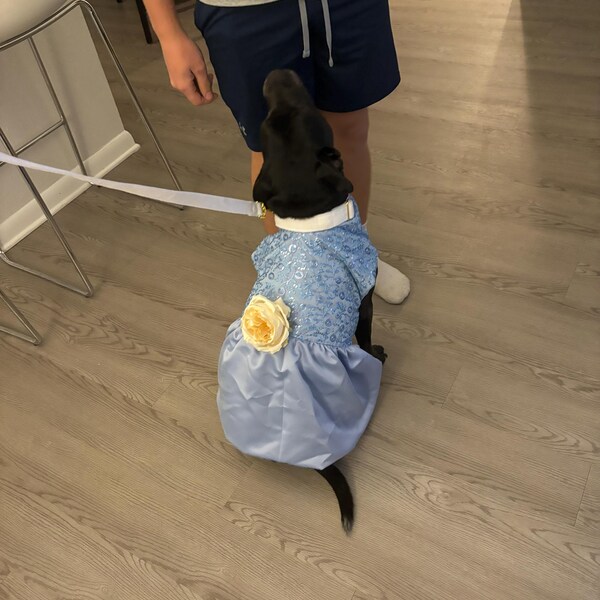 Kentucky Derby Dog Dress, Kentucky Derby Dog Outfit, Girl Dog Outfit ...