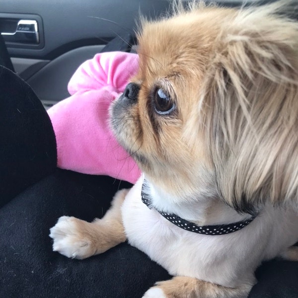 Turquoise Dinky Dots by Loralie Designs - Black Dots on Vibrant ...