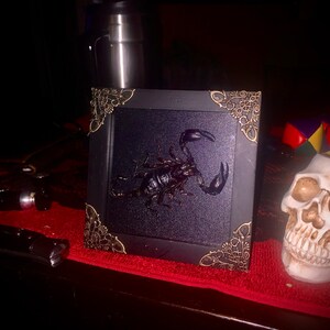 Real Framed Scorpion Shadow Box Insect Frame Taxidermy Taxadermy Black ...