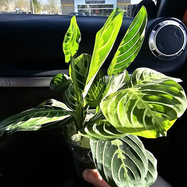 Calathea Burle Marx in a 3" Nursery Pot - Burle Marxii Plant - Indoor ...