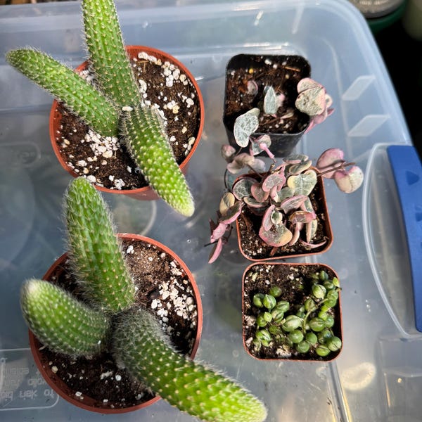 Rhipsalis Baccifera Subs. Horrida - Mouse Tail Cactus - 2" Inch Pot - Etsy