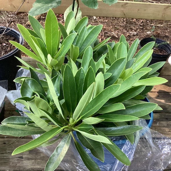 Acer Palmatum ‘twombly’s Red Sentinel’ – Columnar Red Japanese Maple ...