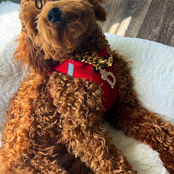 Custom Dog Chain Collar, Cuban Link Dog Chain,jewellry for Dog,dog ...