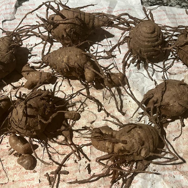 2 Rhizomes of Blue Turmeric. Curcuma Caesia. Freshly Harvested, Easy to ...