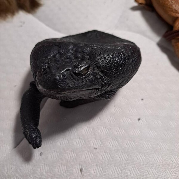 Blue Fox Tails and Silver Fox Tails - Etsy