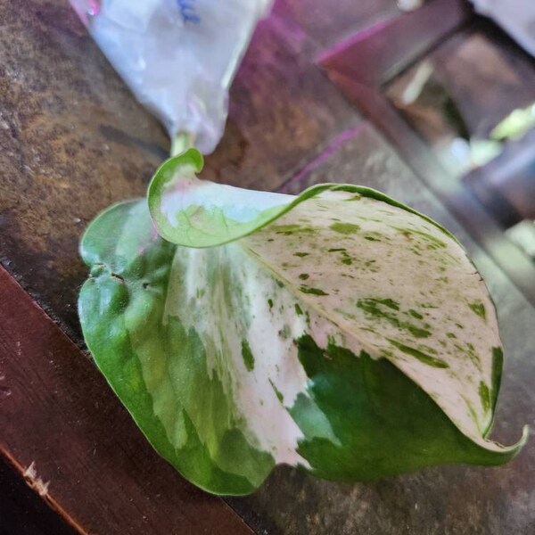 Potho Manjula High Viraigation Rare, Cuttings & Established Plants - Etsy