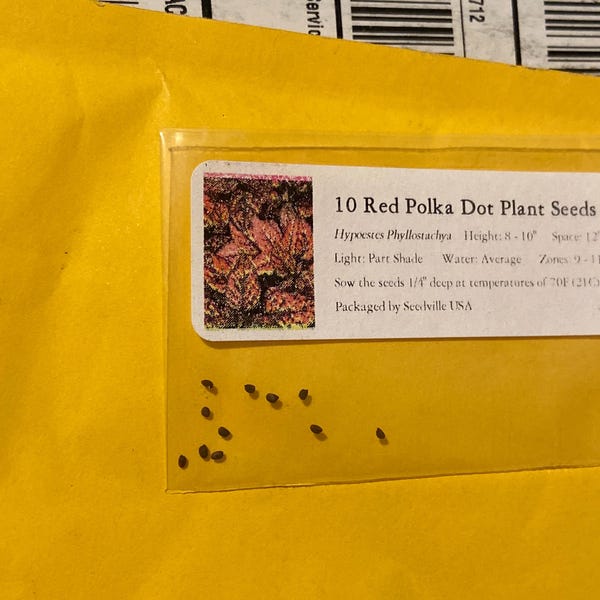 50 WHITE LYCHNIS Coronaria Alba white Rose Campion / Evening Lychnis ...