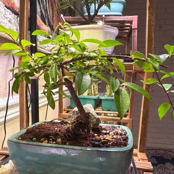 Dwarf Mini Weeping Cherry Bonsai Tree That Flowers 3x a Year and Fruits ...