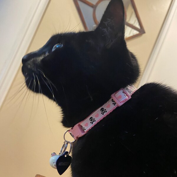 Girl Cat or Kitten Collar With Skulls and Crossbones- Collar With ...