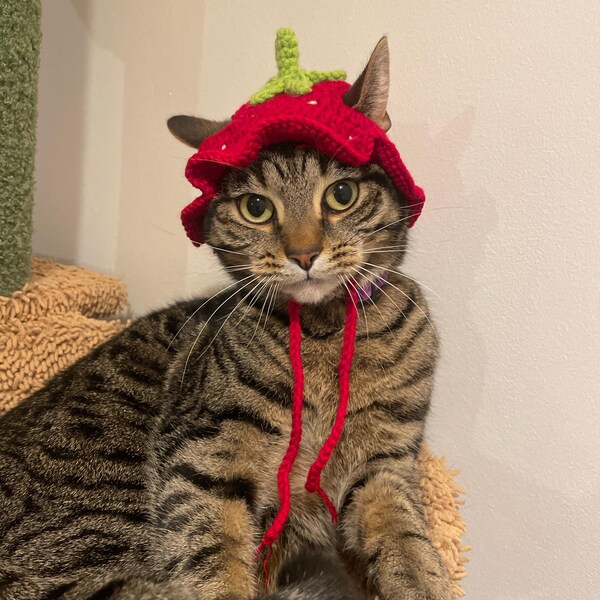 Cat Collar | Crochet | Knitted | Letterbox Gift | Handmade | Cat Lady ...