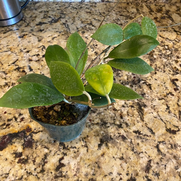 Hoya Mindorensis Red Star live Flowering Aroid Plant Grows as a Vine 4 Inch Pot - Etsy