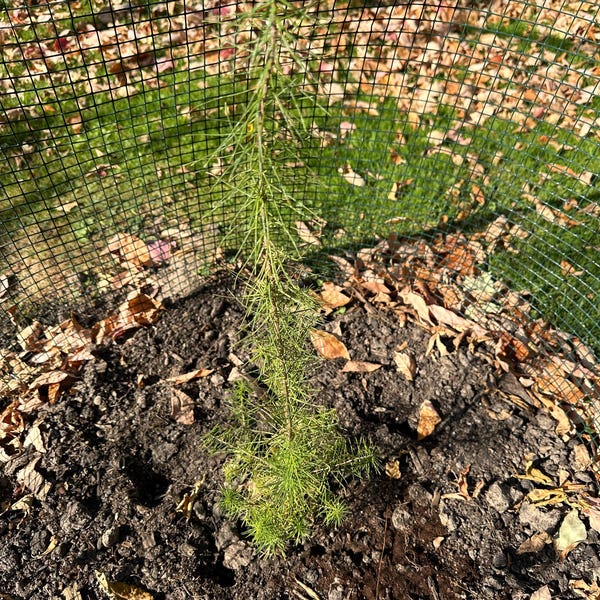 Western Larch Tree in Small Nursery Pot. Larix Occidentalis. Western ...
