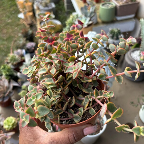 Sedum Dasyphyllum Major Blue Tears Sedum Live Succulent Plants 2 4 6 ...