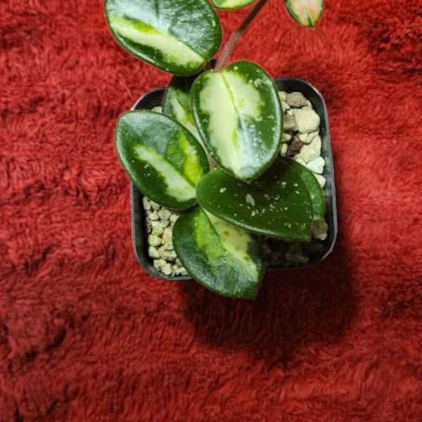 Hoya 'mathilde' (inner Variegated) | 2-inch | Exact Plant | Free Live ...