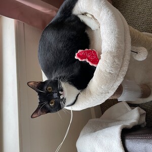 Berry Pie Catnip Filled Cat Toys - Etsy