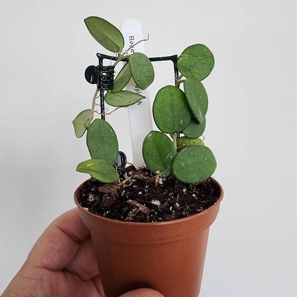 Kei Yoki African Violet Starter Plant ALL PLANTS Require You to ...