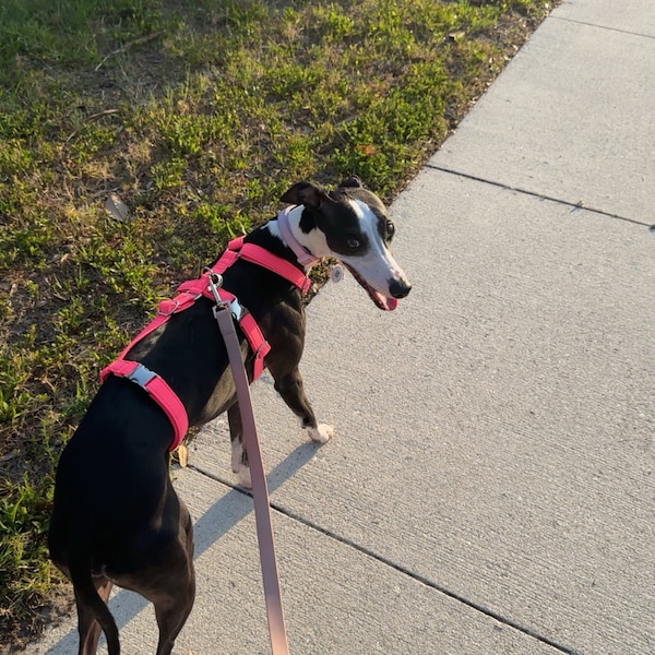 Dog Harness All Neon Like for Greyhound, Whippet, Piccolo, All Breeds ...