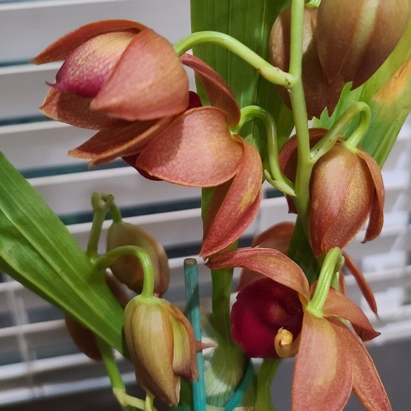 Cycnodes Taiwan Gold 'orange' (cycnoches Chlorochilon × Mormodes Badia ...