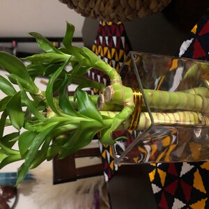 Hydrocotyle Vulgaris Copper Coin Plant Chinese Coin Plant - Etsy