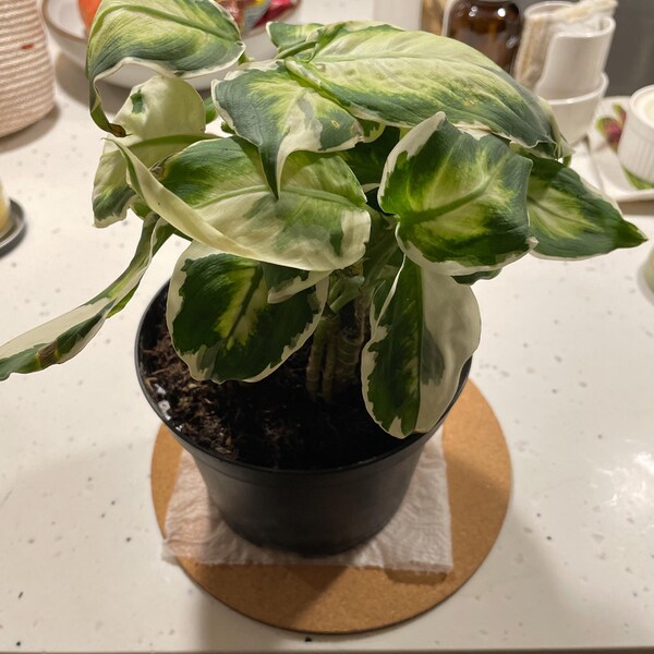 Hoya Cv. Chouke Full & Trailing Live Plant in 4 Hanging Basket - Etsy