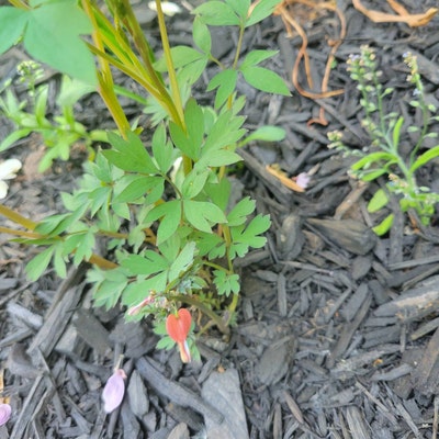 Culvers Root 'fascination' Purple Pink, Tall Flower Spikes, Butterfly ...