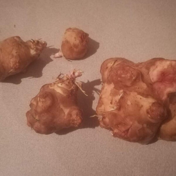 Wolf Bean, Lupine, Lupini Bean Packet Flower & Vegetable - Etsy