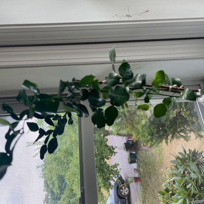 Live Chinese Keys Plant, Boesenbergia Rotunda, Fingerroot Live Plant ...