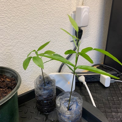 Avocado Tree Cuttings 5 Scions Fresh Cut and Organic 15 Long - Etsy