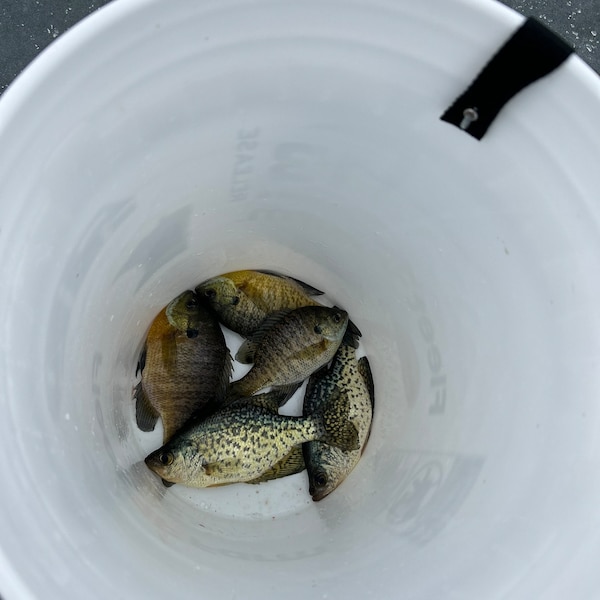 Panfish Plastics 1.4 Needletails 8 Ct. - Etsy