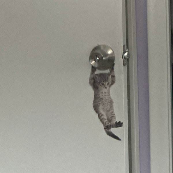 Cute Hanging Baby Cat Kitten Door Decal Sticker Door Knob Wall Decal ...