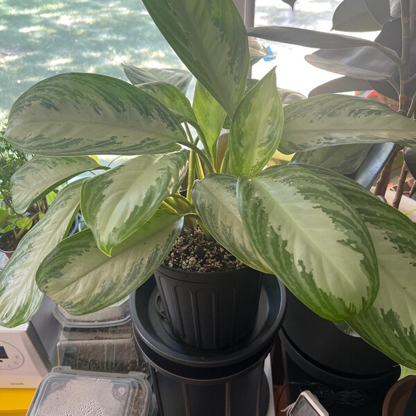 Marcus Pumpkin Avocado Tree , “cold Hardy” Grafted in 3 Gallons Pot, No ...