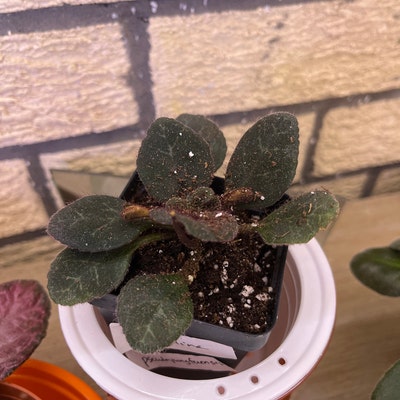 Begonia monica - Etsy