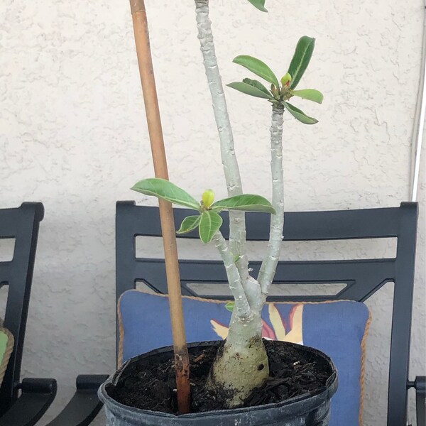 Single Bloom Desert Rose Succulent Live Plant, 5" Pot, Pink - Etsy