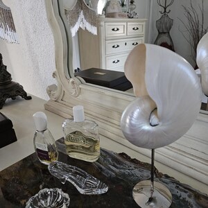 Large Specimen Grade 63.1mm CONUS Regius Royal, Crown Cone SEASHELL JB ...