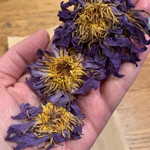 Dracaena Draco dragon Tree Seeds - Etsy