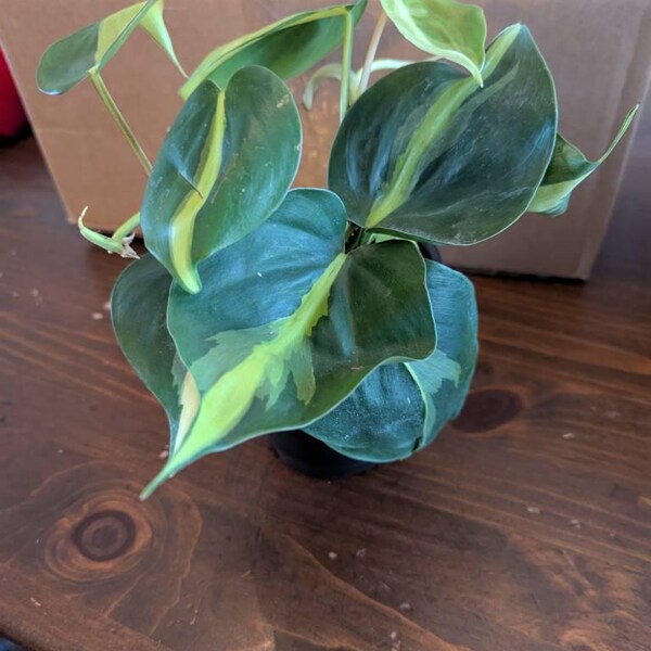 Variegated Philodendron Bipennifolium in a Nursery Pot - Philodendron ...