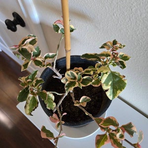 Fruit Cocktail Mango Tree - Grafted Tree - 1 to 2 Feet Tall -grafted ...