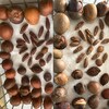 100 Grams of Entada Rheedii Seeds. 4 Shiny, Undrilled Seeds Collected ...