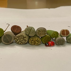 Live Limited Rare Lithops Olivacea C109 / Lithops Olivacea / Exotic ...