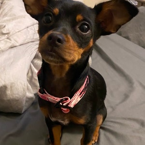 Chicken Dog Tag, Chicken Nuggets Dog Tag Personalized, Chicken Legs Pet ...