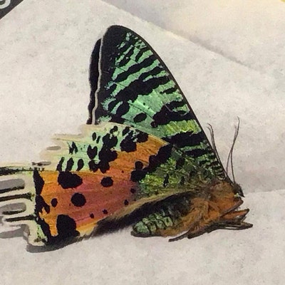 Aurora Day Flying Moth Urania Leilus A1-aa Unspread and Unmounted for ...