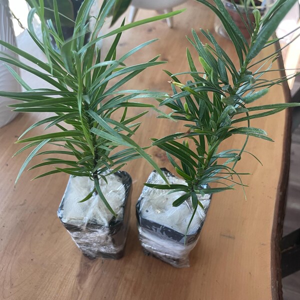 Starter Podocarpus Macrophyllus Maki Tree Outdoor Plant Landscape Live ...