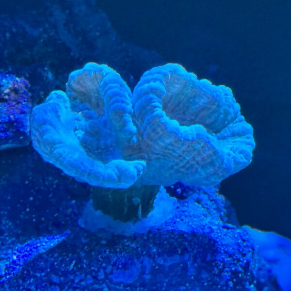 Bicolor Frogspawn Coral Frag Saltwater Aquarium Corals - Etsy