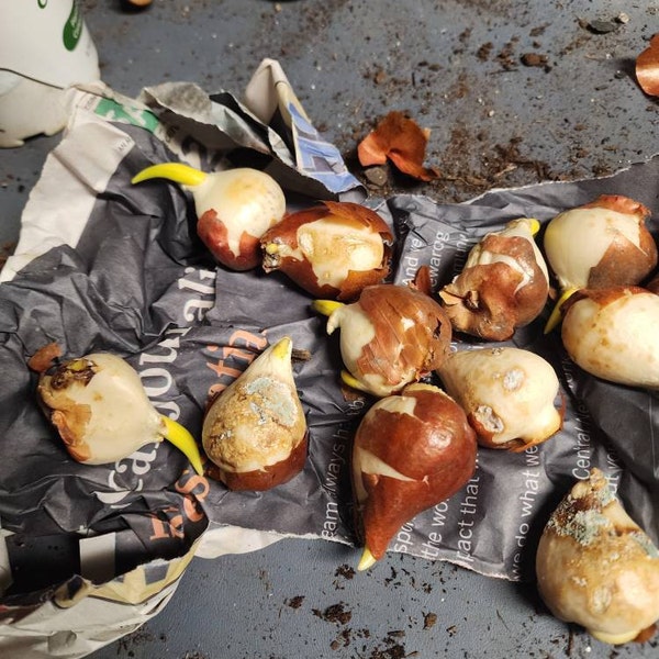 2 Echinacea Lemon Yellow Improved Perennial Starter Coneflowers ...