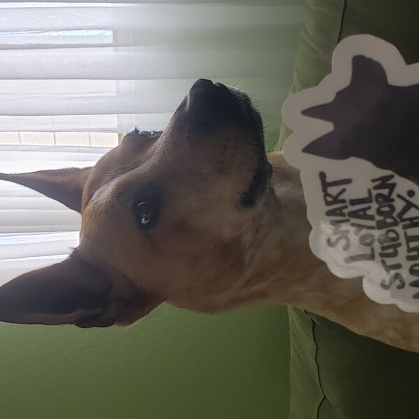 Heeler Decal, Blue Heeler Decal, Australian Cattle Dog Decal, Blue ...