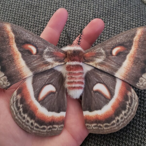 16x10 Inch Picasso Moth "baorisa Hieroglyphica" : Faux Entomology ...