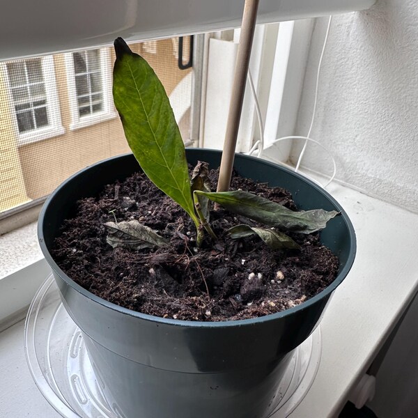 Athens Blue Princess Glory Bush Planttibouchina Urvilleanasmall Starter ...