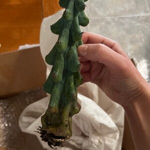 Myrtillocactus Geometrizans Boobie Cactus options of - Etsy