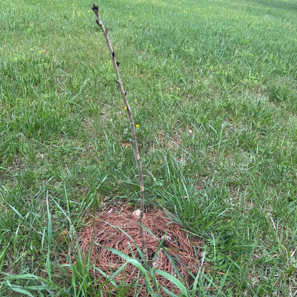 One Live Chinese CHESTNUT Tree Heavy Producers Delicious Nuts at ...