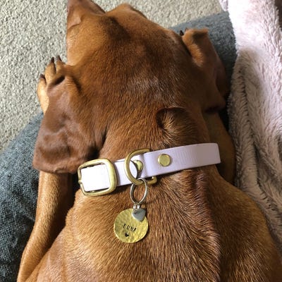 White Biothane Dog Collar - Etsy